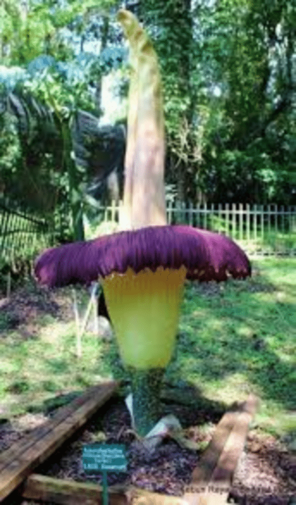 Bunga Bangkai Raksasa Setinggi 3,5 Meter Ini Tumbuh Indah