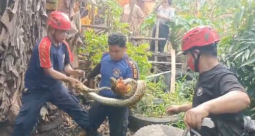 Evakuasi Ular Sanca Pemakan Ternak Warga Berlangsung Dramatis